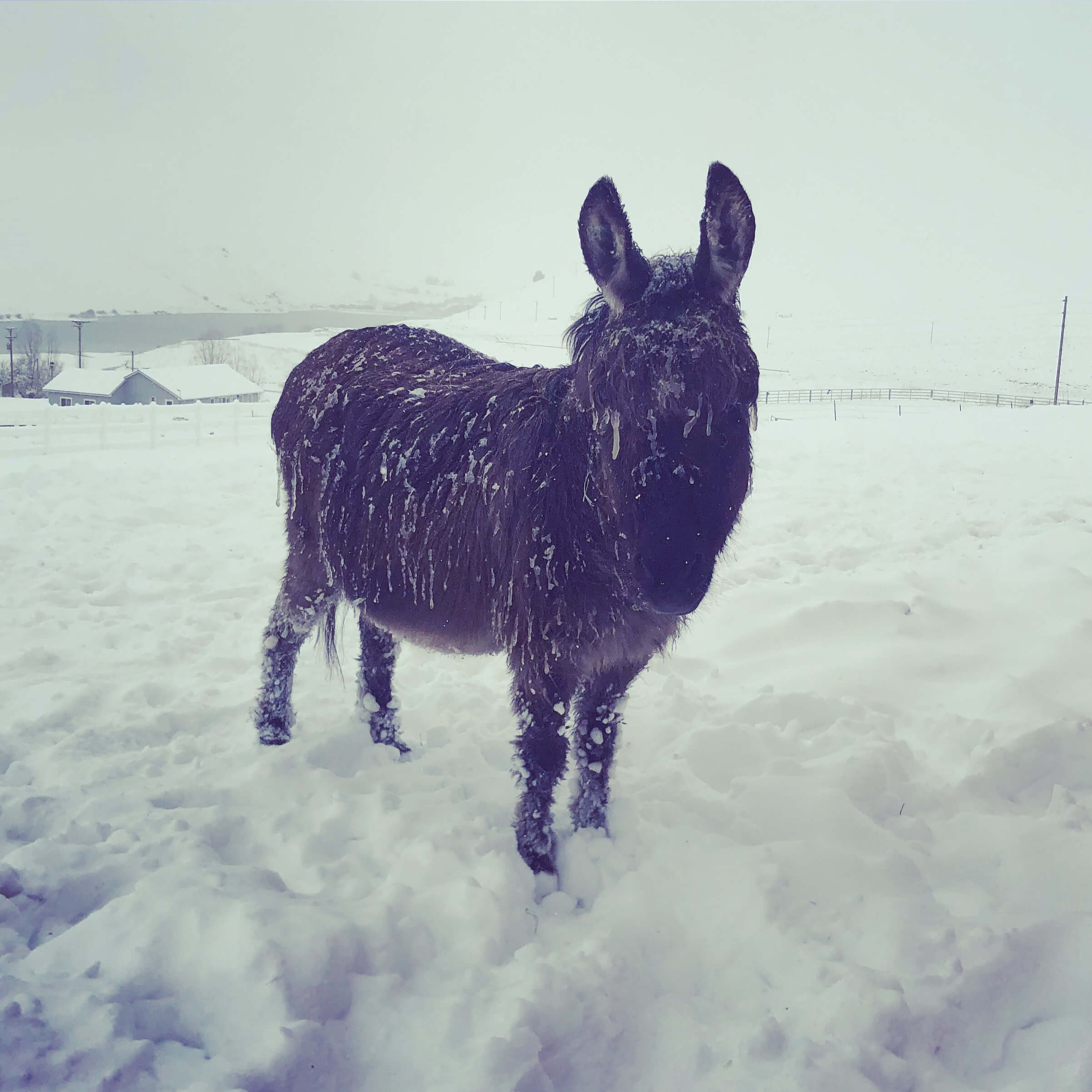 Equine Assisted Therapy - Community Counseling Solutions